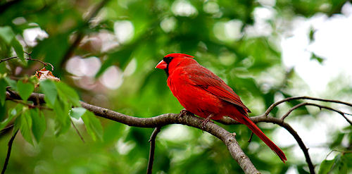 The Presurfer: What Do Birds See With Their Ultraviolet Vision?