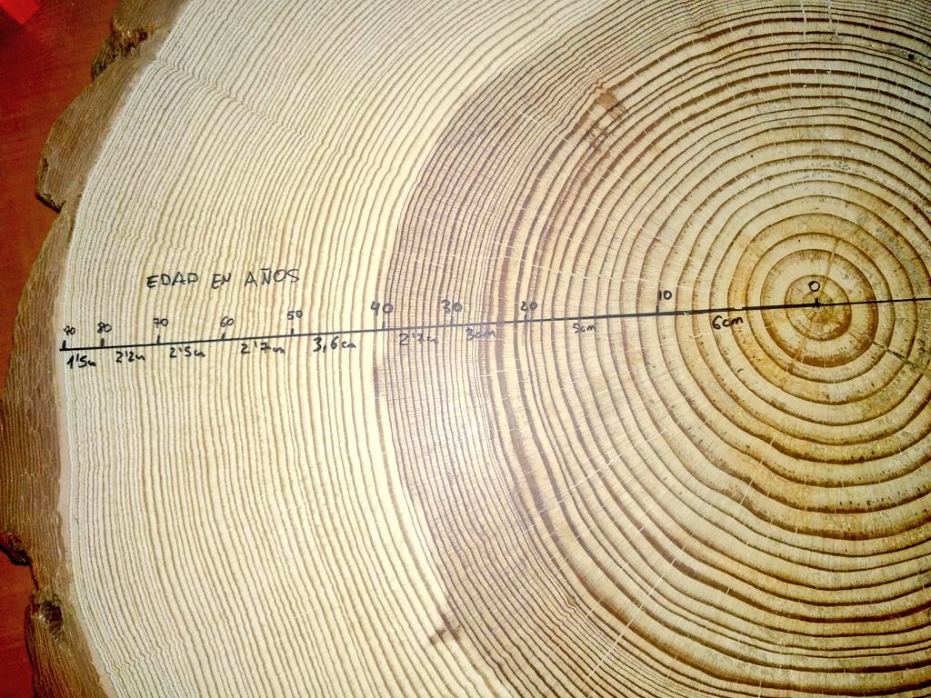 ¿Qué es la Dendrocronología?