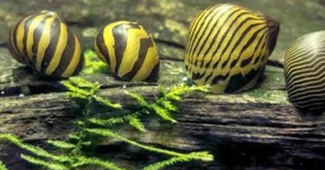 aquascapejuara: Fauna Pelengkap Sekaligus Pemanis Aquascape itu bernama ...