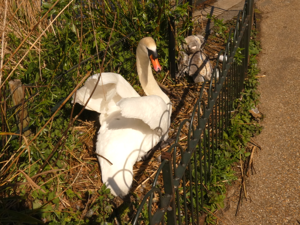 Kensington Gardens and Hyde Park birds