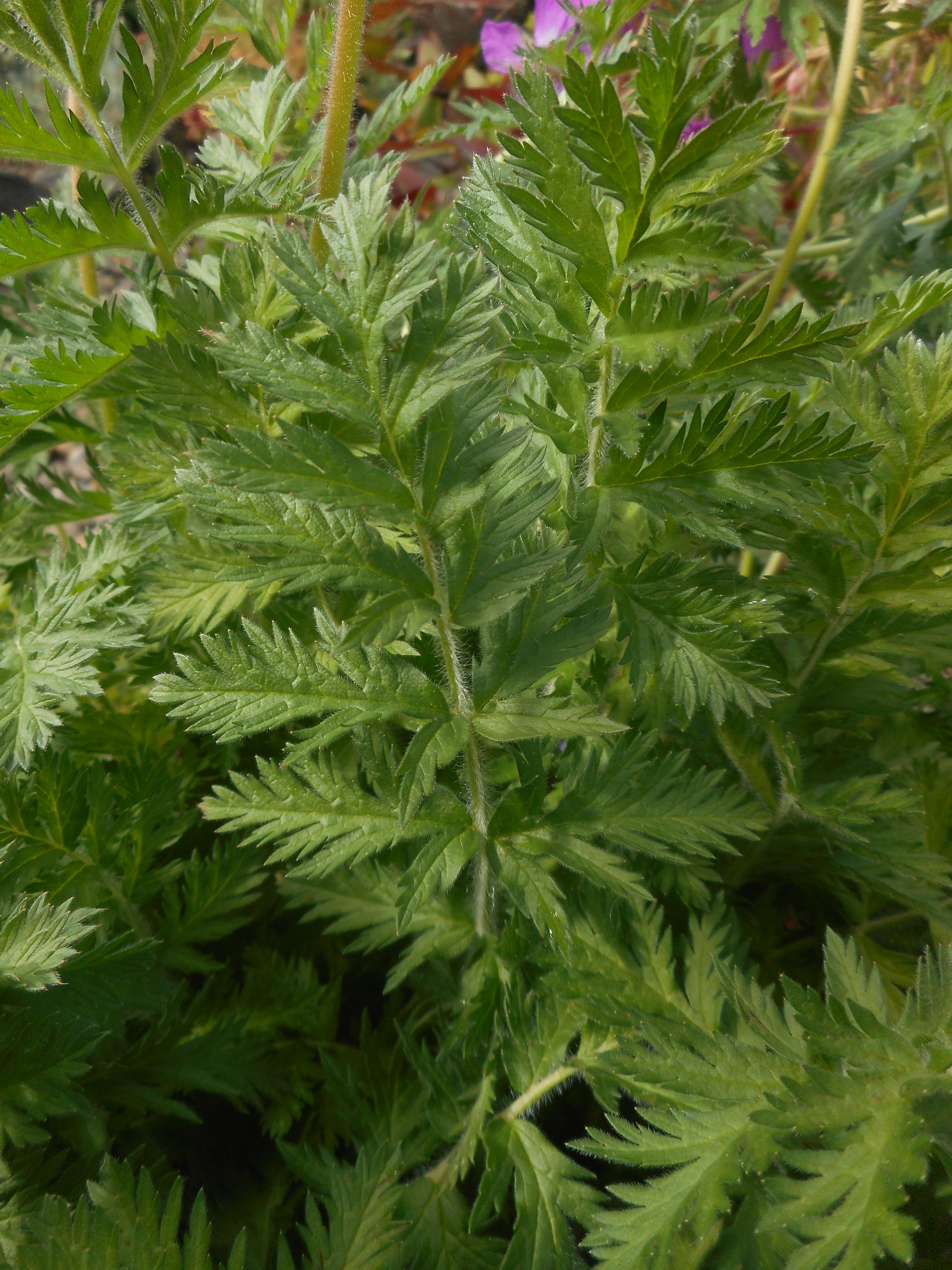 Gardening With Grace: Plant of the Week: Erodium manescavi