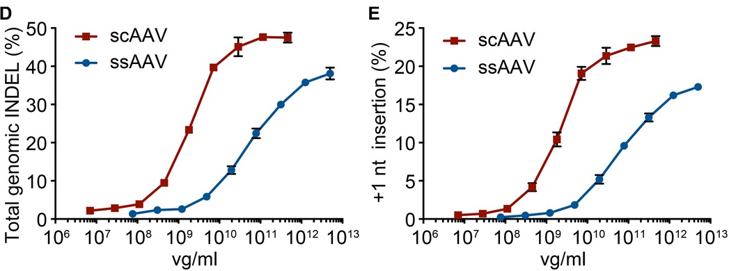 Self-Complementary Adeno Associated Virus (scAAV) Vector Design For ...