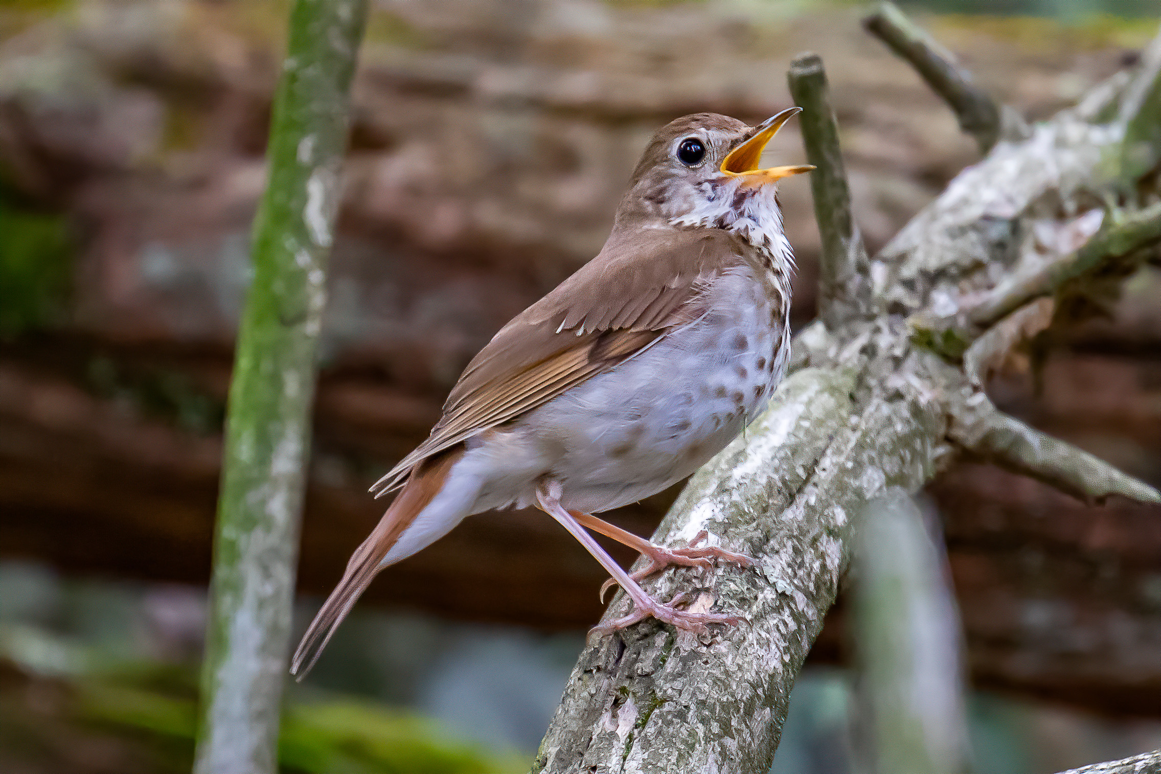 Hermit Thrushes and the Breeding Bird Atlas in Connecticut