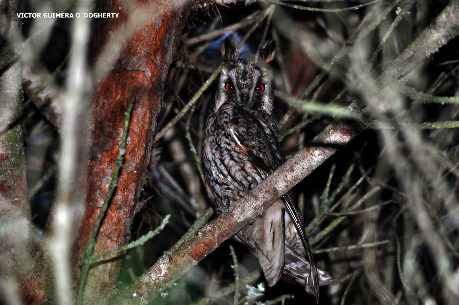 Mis imágenes de aves: DE NUEVO EL BUHO CHICO