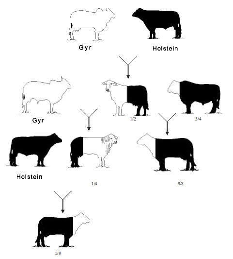 CEBÚ ♥ ♥ ♥ ZEBÚ♔♕♖♗♘ LA PASIÓN POR EL #CEBÚ #ZEBU: LA RAZA GYR ...