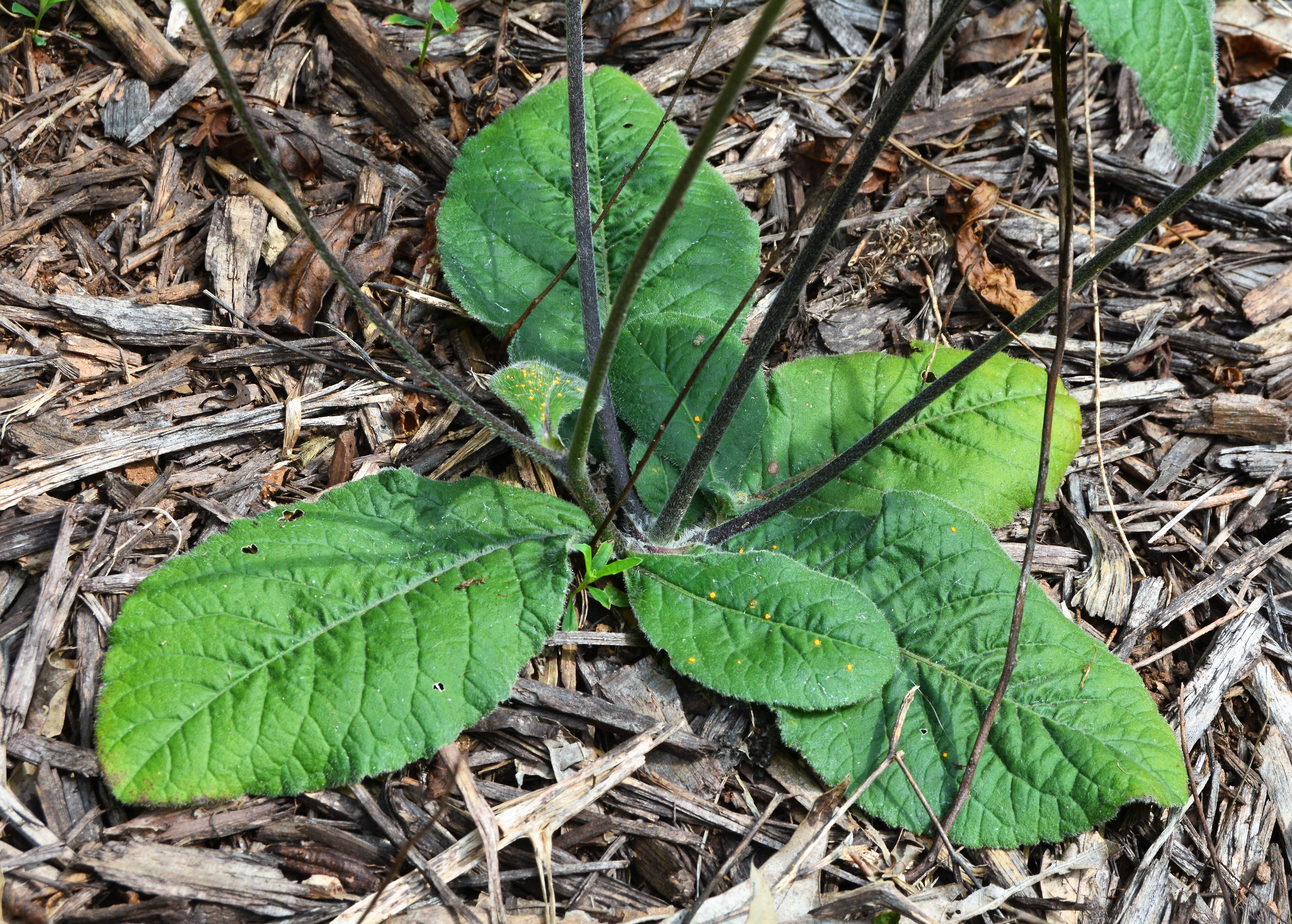 Wildflower Wednesday: Elephantopus tomentosus