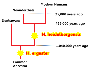 Denisovans diverged from humans 4,000 years ago? | EvoAnth