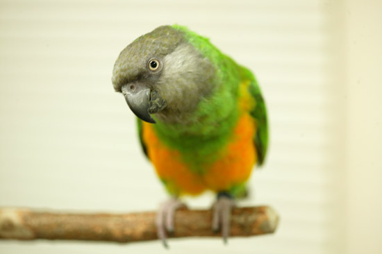 Air Filter For Parrots 5 Things To Know Before Deciding - biographypedia