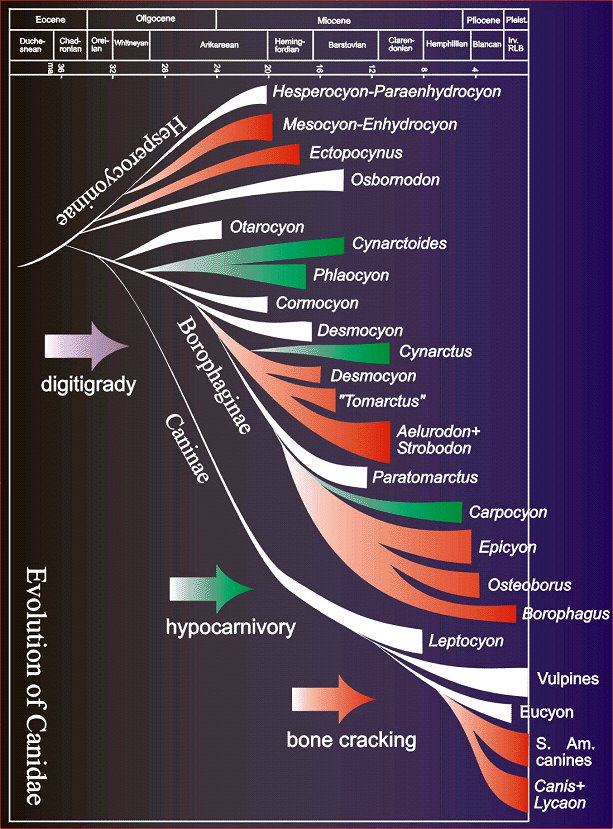 Canis lupus 101: Evolution