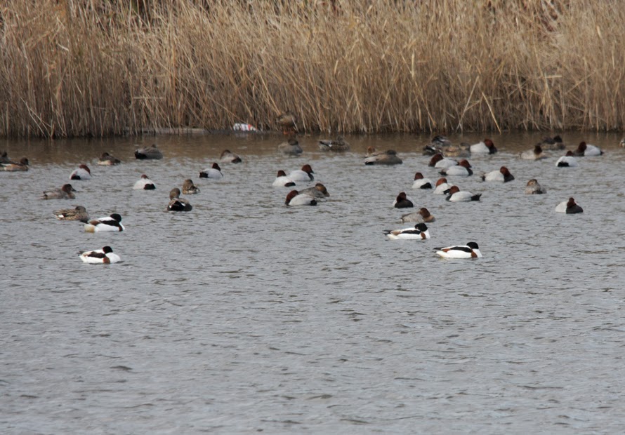 BIRDING - Kyoto, Kansai and Japan: dabbling ducks
