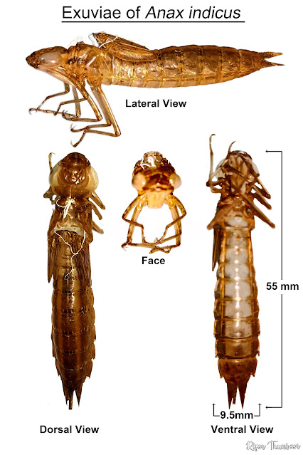 Dragonflies and Damselflies Of Kerala: Larvae and Exuviae