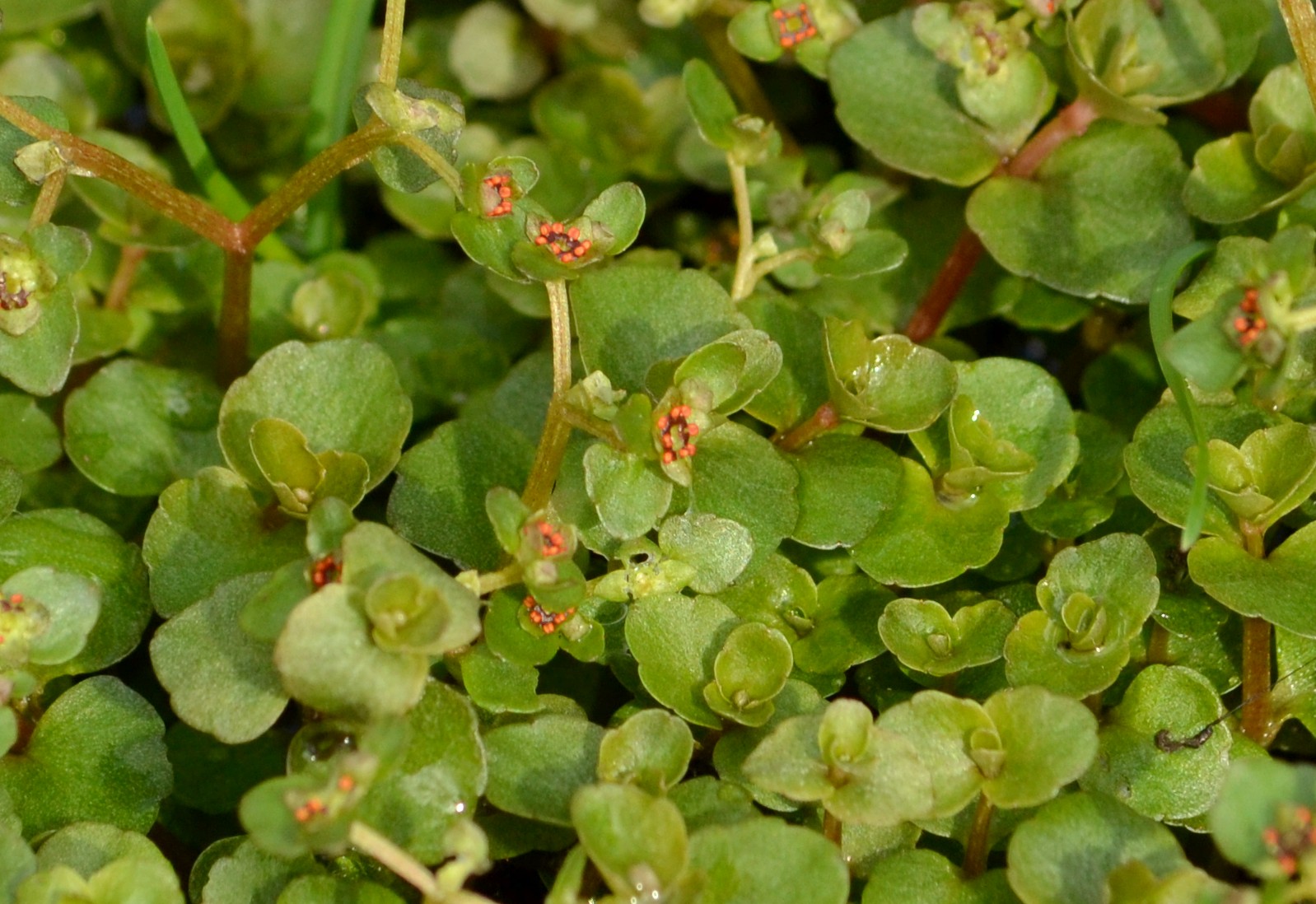 Woods Walks and Wildlife: March and April, 2021