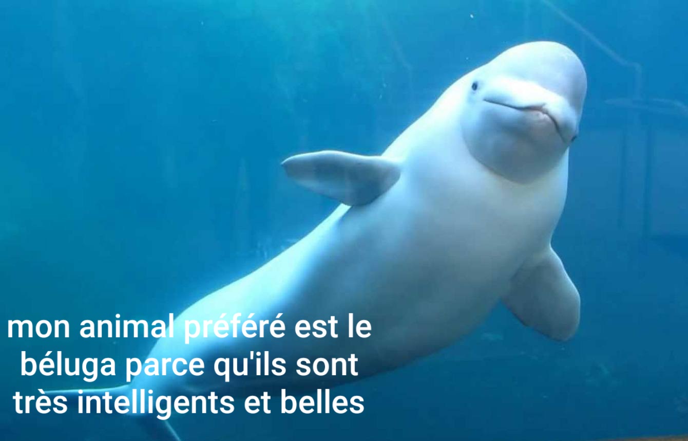 Ton point du Français: Expression écrite: Mon animal préféré