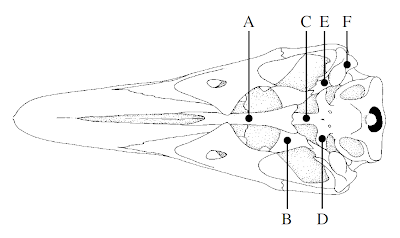pan-Aves: Rozeznání, nelétavost a systematika běžců: objev ptáků moa ...