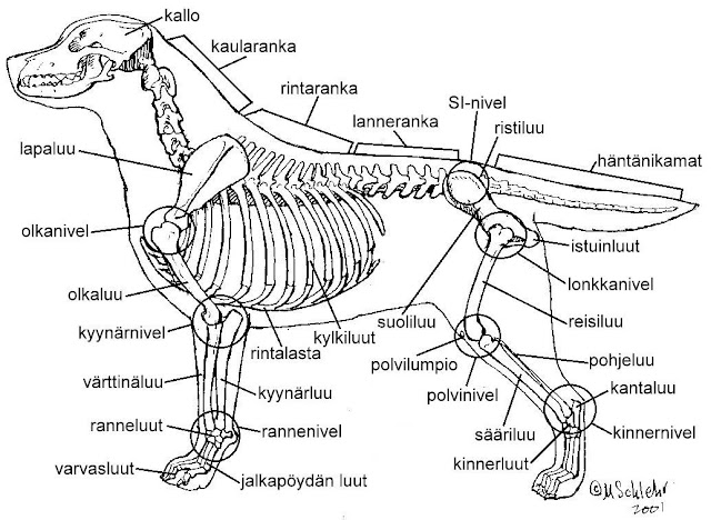 Lukkarin leikkaukset: hyppytekniikka