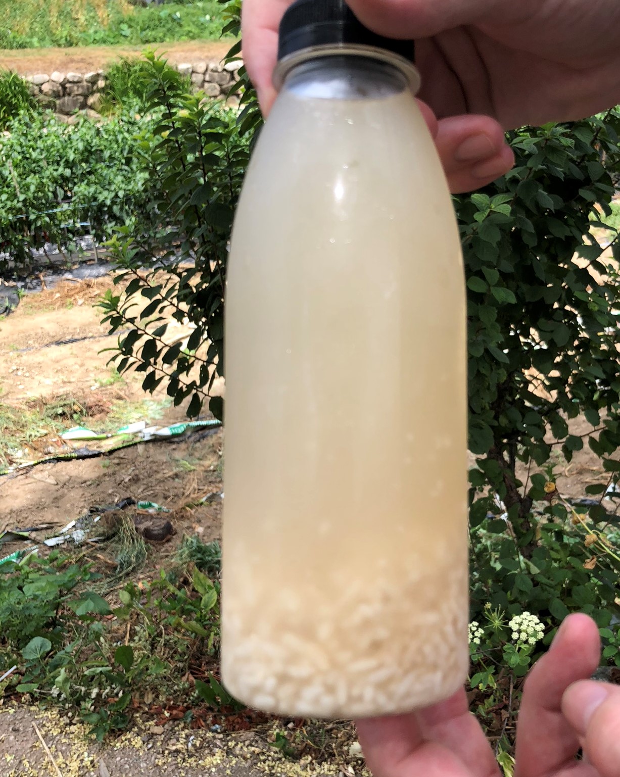 Qué beber en Corea 13 Bebidas típicas coreanas Conmimochilacuestas ...