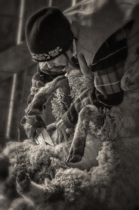 Dan Routh Photography: Shearing