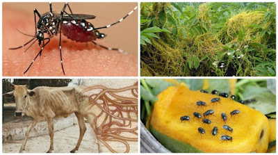 Pola Interaksi Makhluk Hidup di Ekosistem: Simbiosis, Kompetisi ...