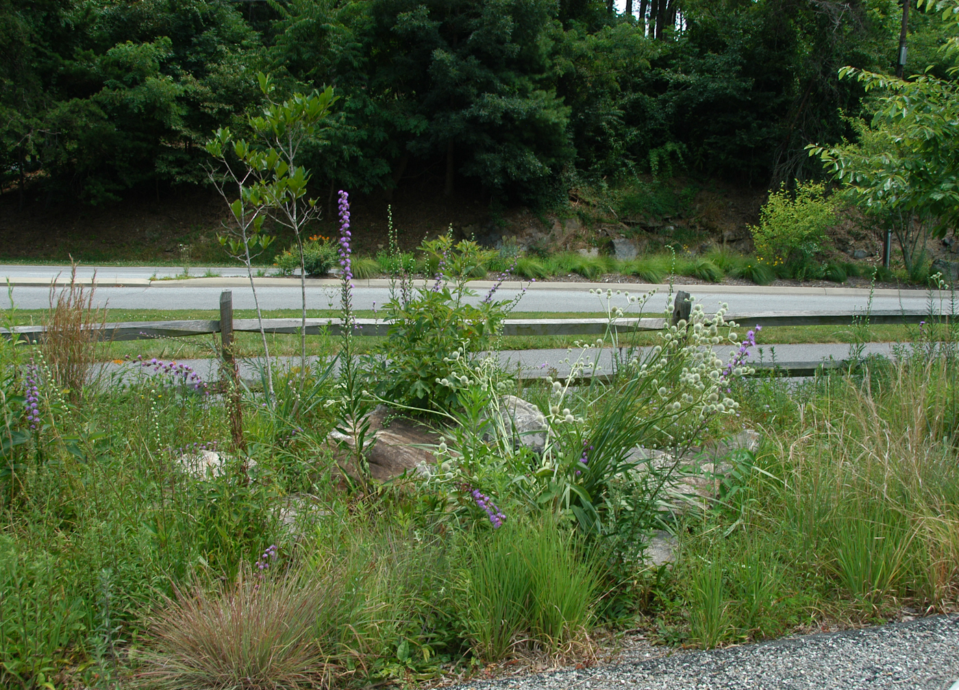 Natural gardening, meadows and informal perennial borders