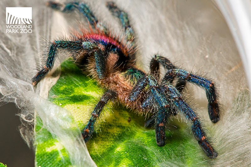 Spiders are the best