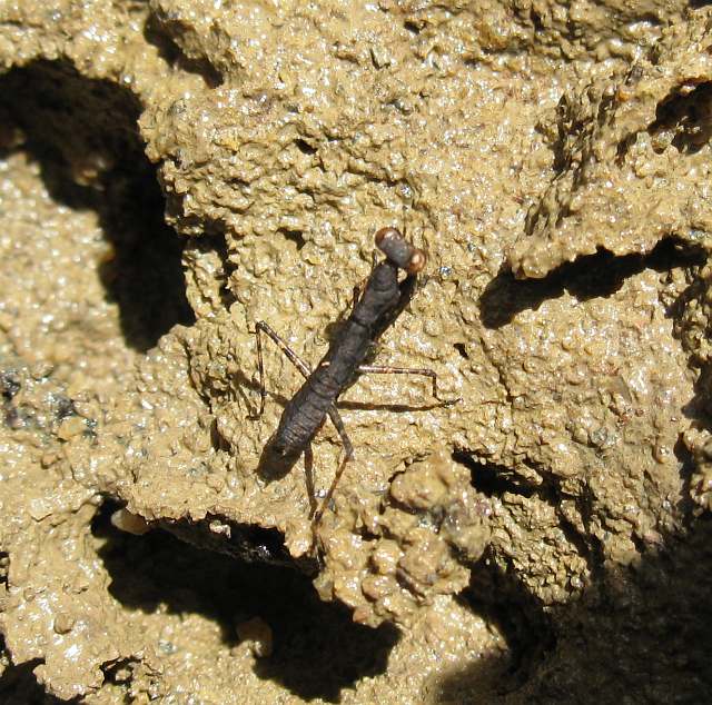 Photos and Info on Ants and Termites of Malaysia: Tropical Rainforest ...