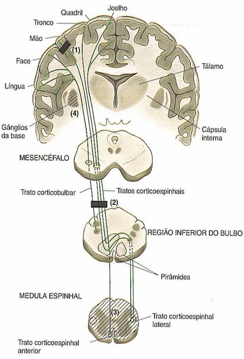 FISIOTERAPIA CONSCIENTE!: Paralisia Bulbar