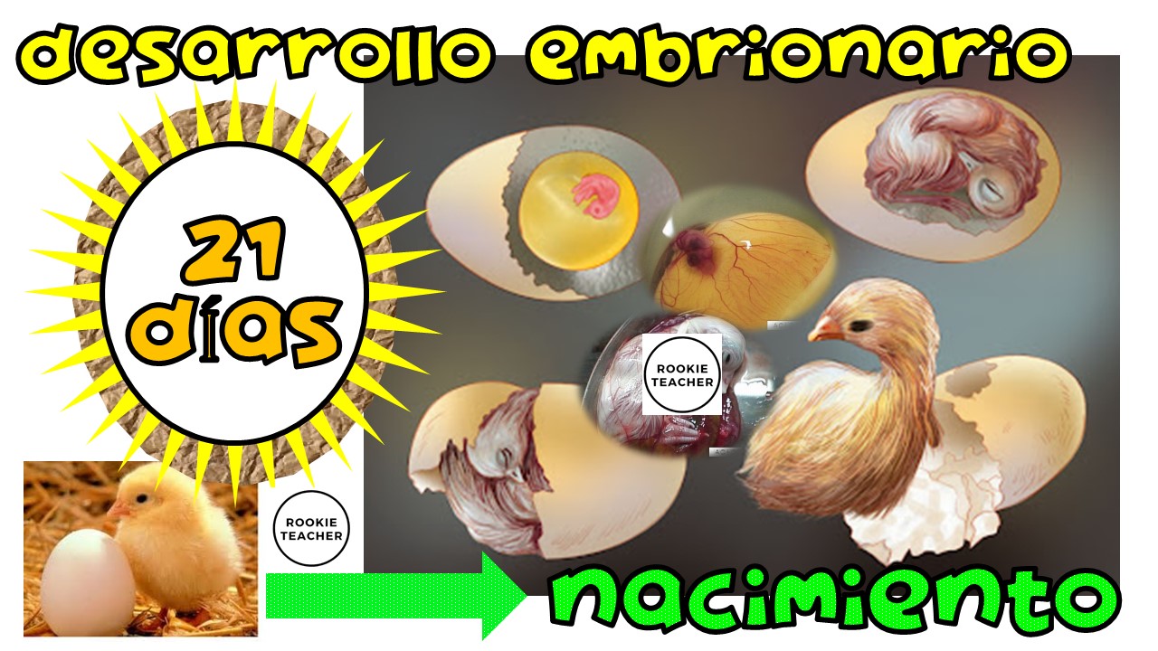 Ciclo de vida del pollito - 20recursos