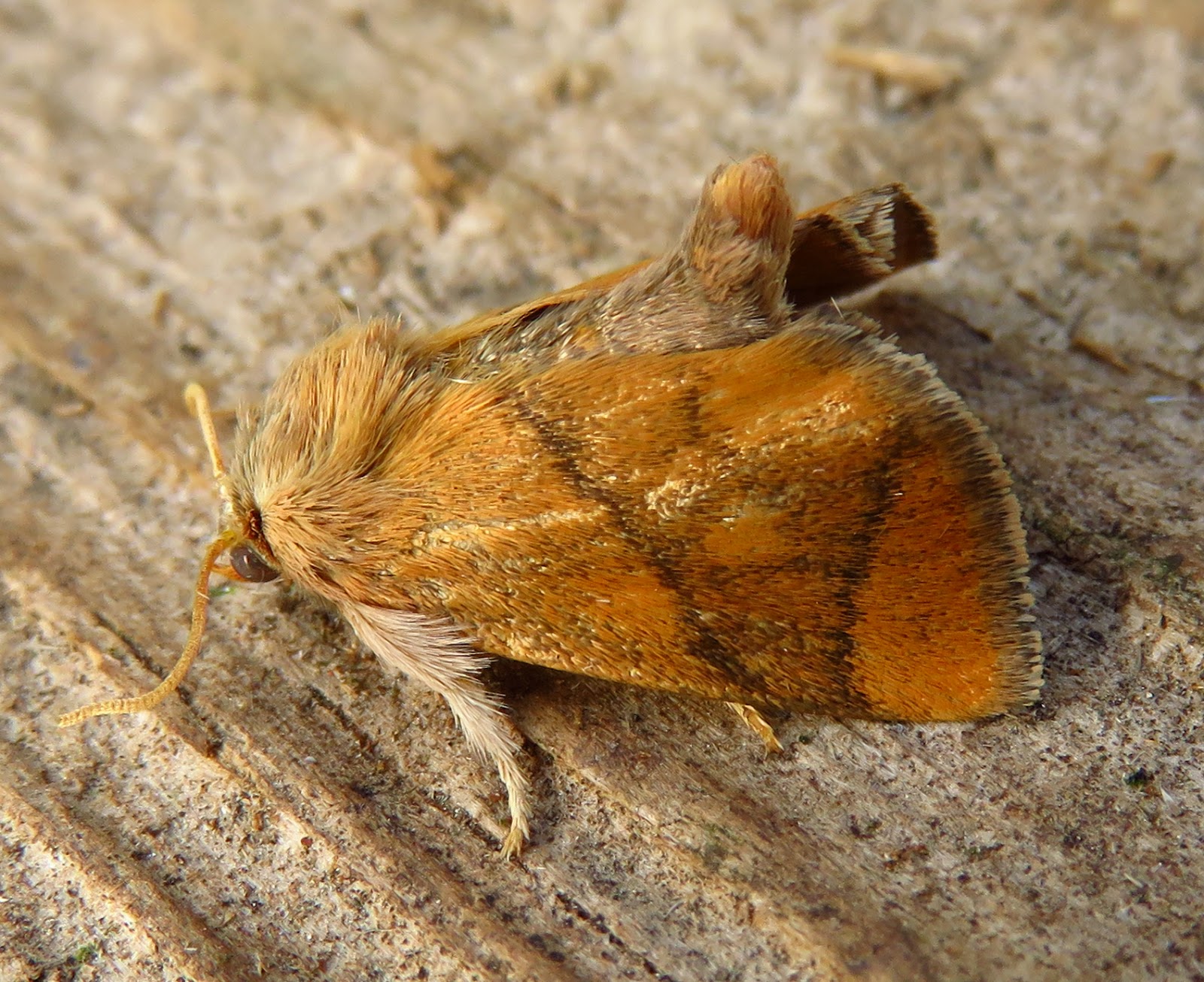 MERSEA WILDLIFE: JULY MOTHS