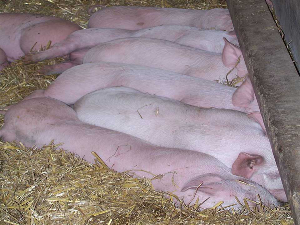 Domestic Pig | Intelligent, Social and Emotional Animal Pet