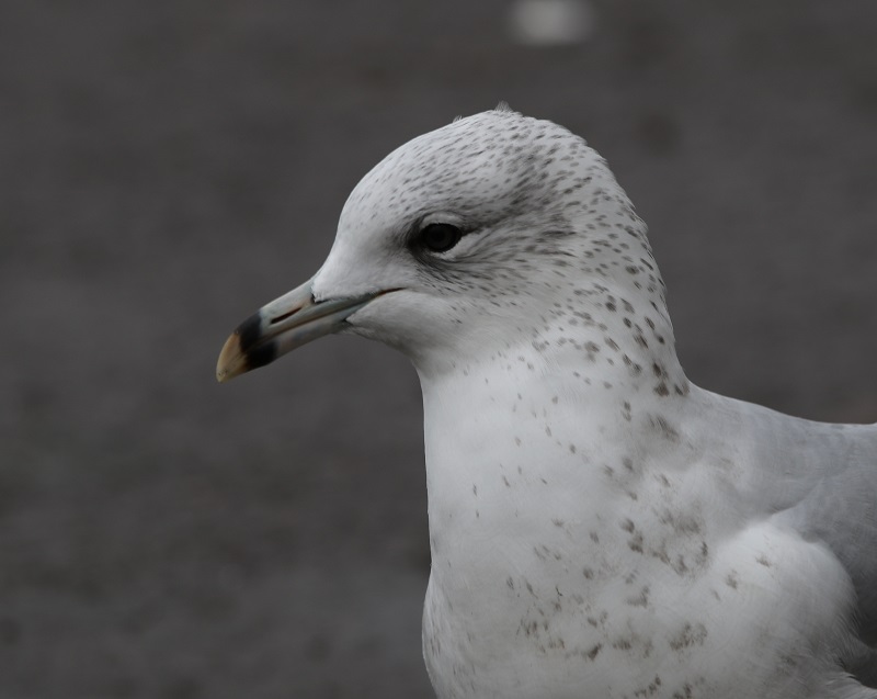 Murfs Wildlife : Ring-billed Gull The Lough