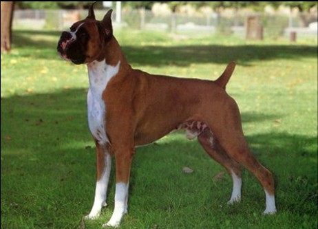 Perros: Boxer alemán