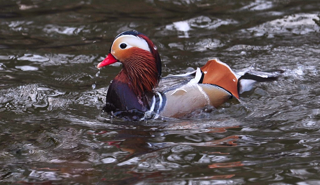 zimmo-vogelfoto's: wat zijn er veel verschillende eenden....