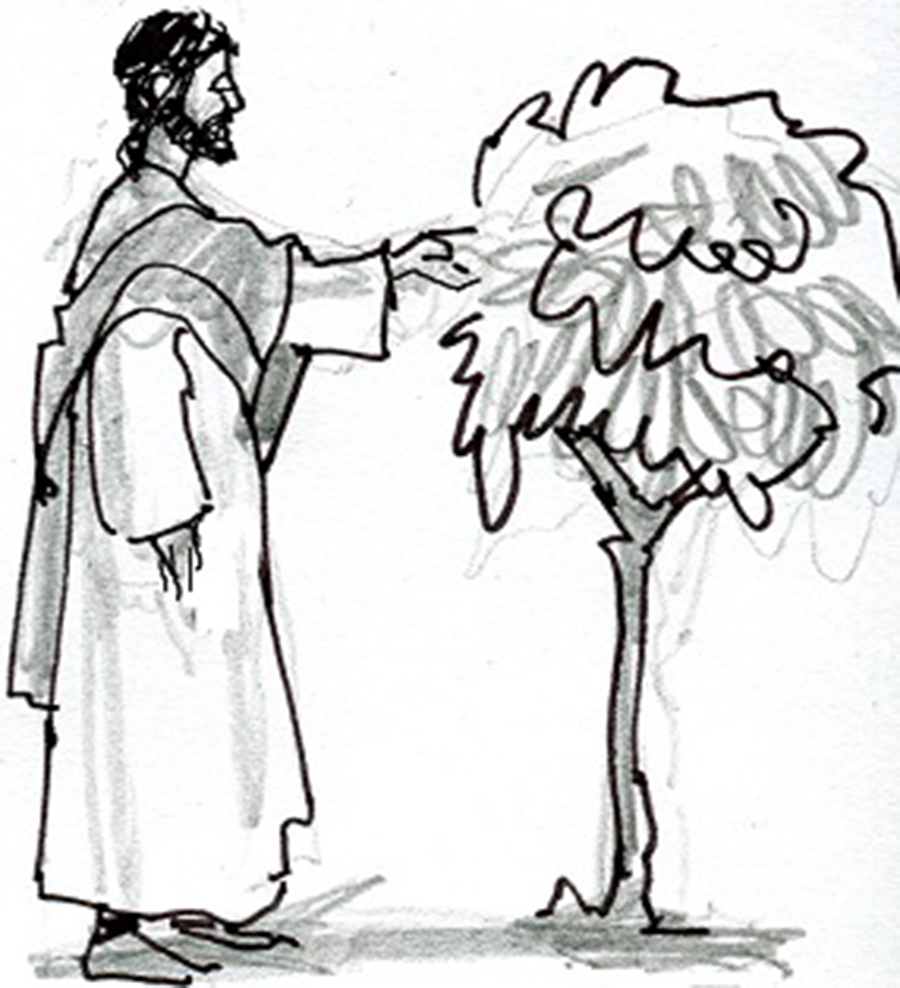 Fig Tree Parable Coloring Page Sketch Coloring Page