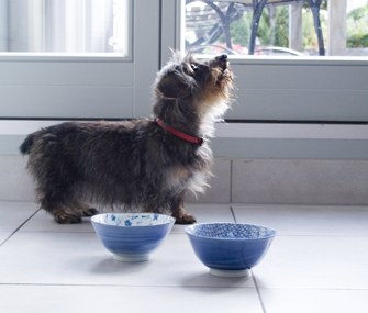 It's a Dog's World: Begging - Understanding Why Your Puppy or Dog Begs ...