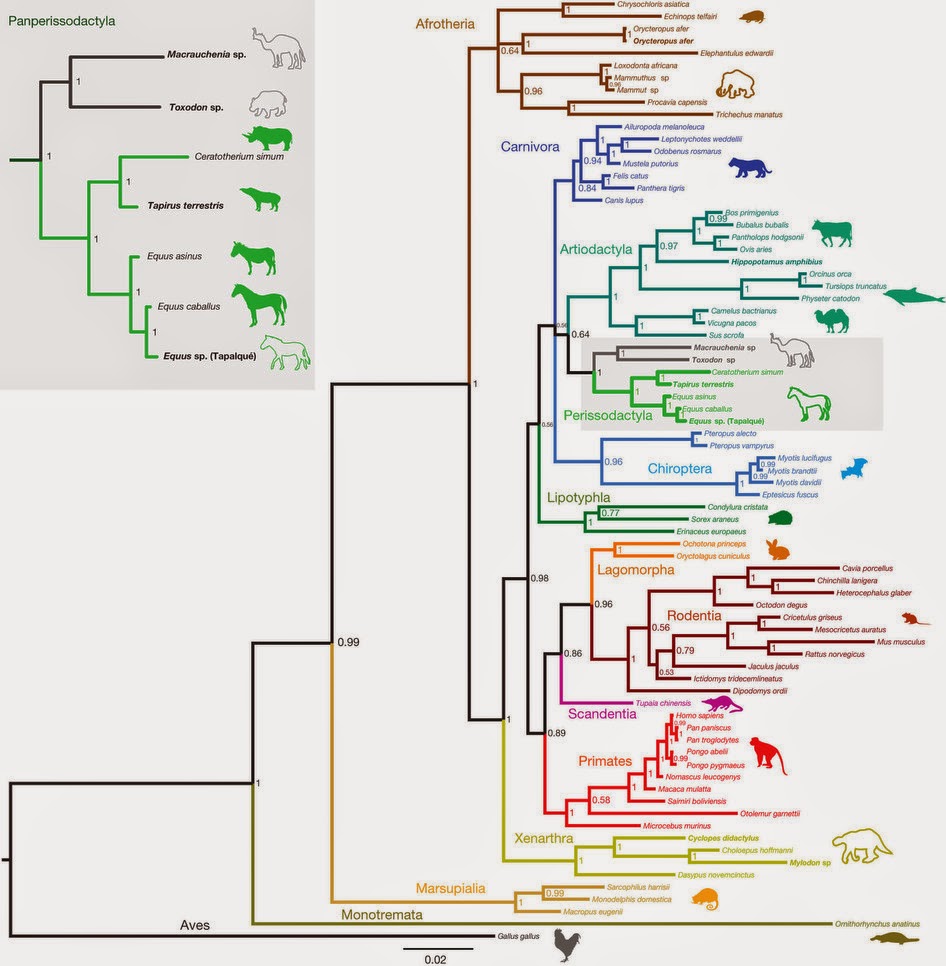 The Dragon's Tales: Mystery Solved: South American Ungulates ...