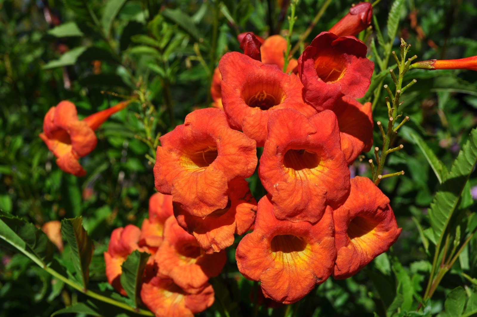 CO-Horts: CSU Flower Trials: "Best Of" Annuals from 2012