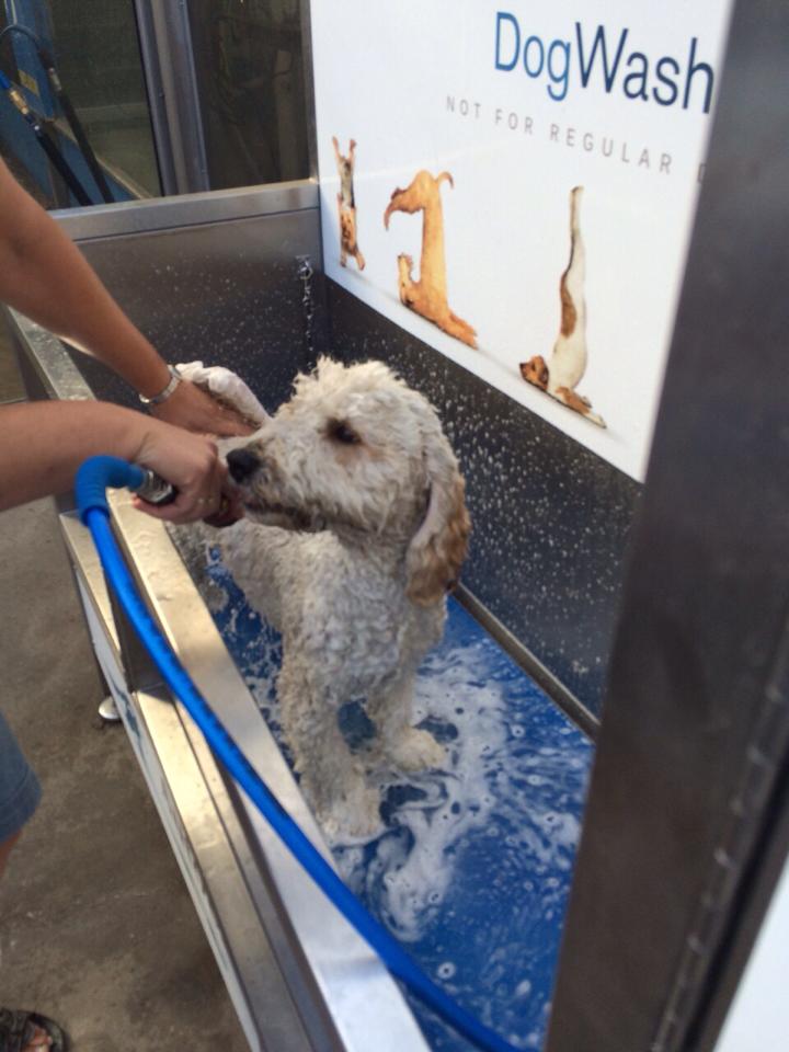The 5-Minute Rule for Dog Wash