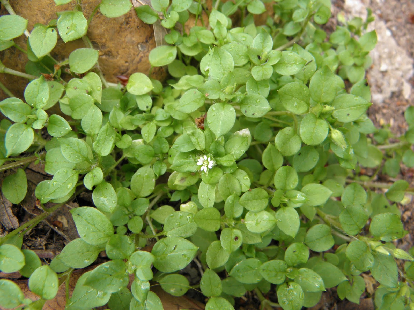 Medicinal Plants of Texas: Chickweed, Stellaria media