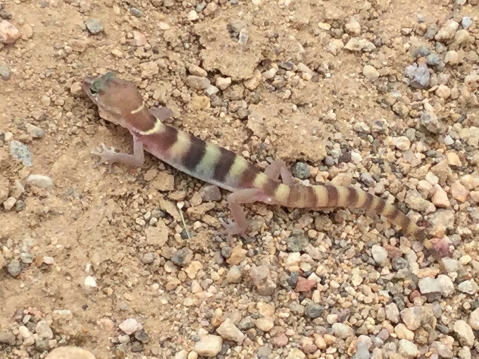 Mrs. Navarre’s Teaching Blog: My Western Banded Gecko Lizard Experience