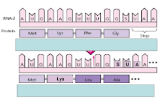 KELAS BIOLOGI 12: Mutasi Gen / Mutasi Titik
