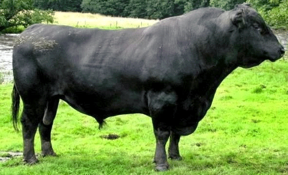 Berternak dan Bertani: Jenis Sapi Potong