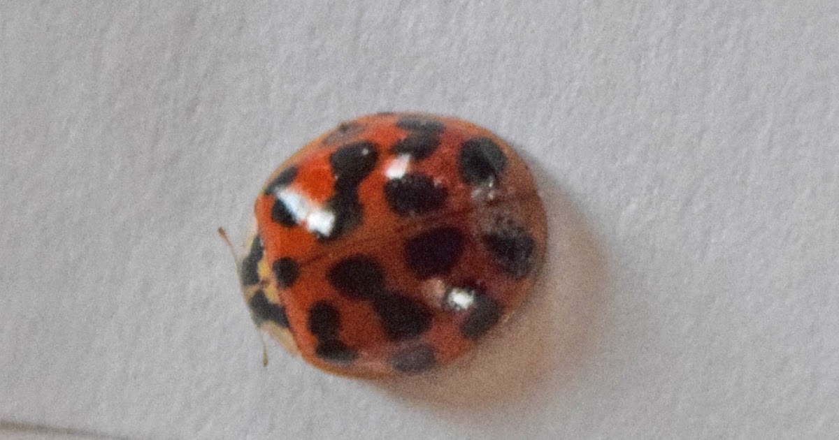 nature tales and camera trails: Ladybug for Saturday Critters