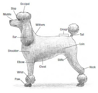 Unwrapping the Whole Poodle Package ~ We love pets