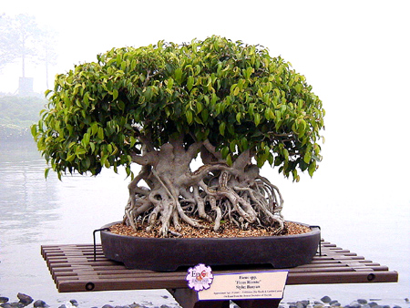 Te Yang Bonsai: NEAGARI – Raízes expostas