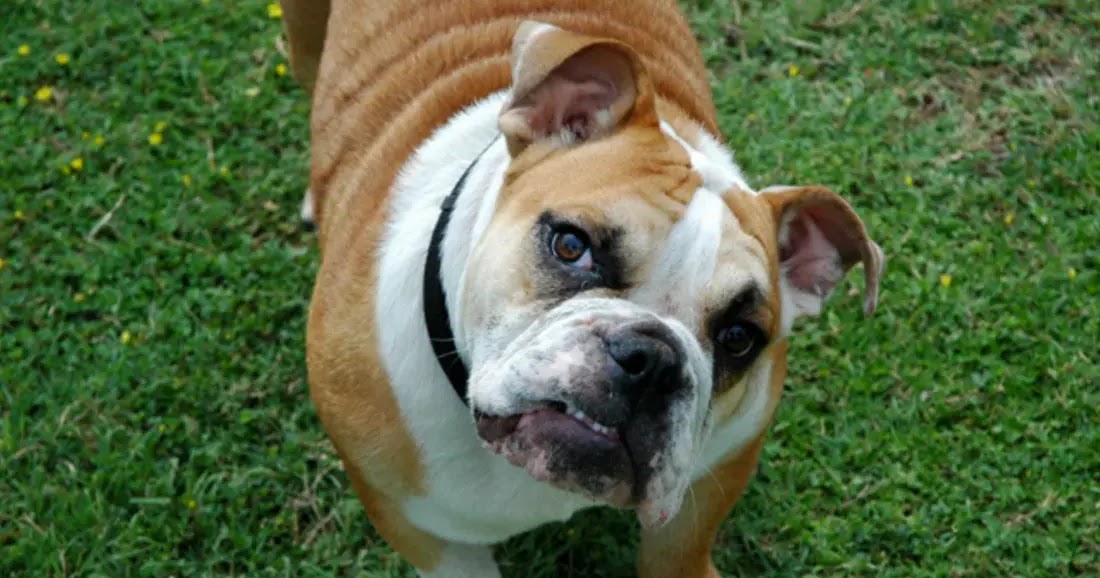 24 Reasons Why Your English Bulldog Stares at You - Dog Red Line