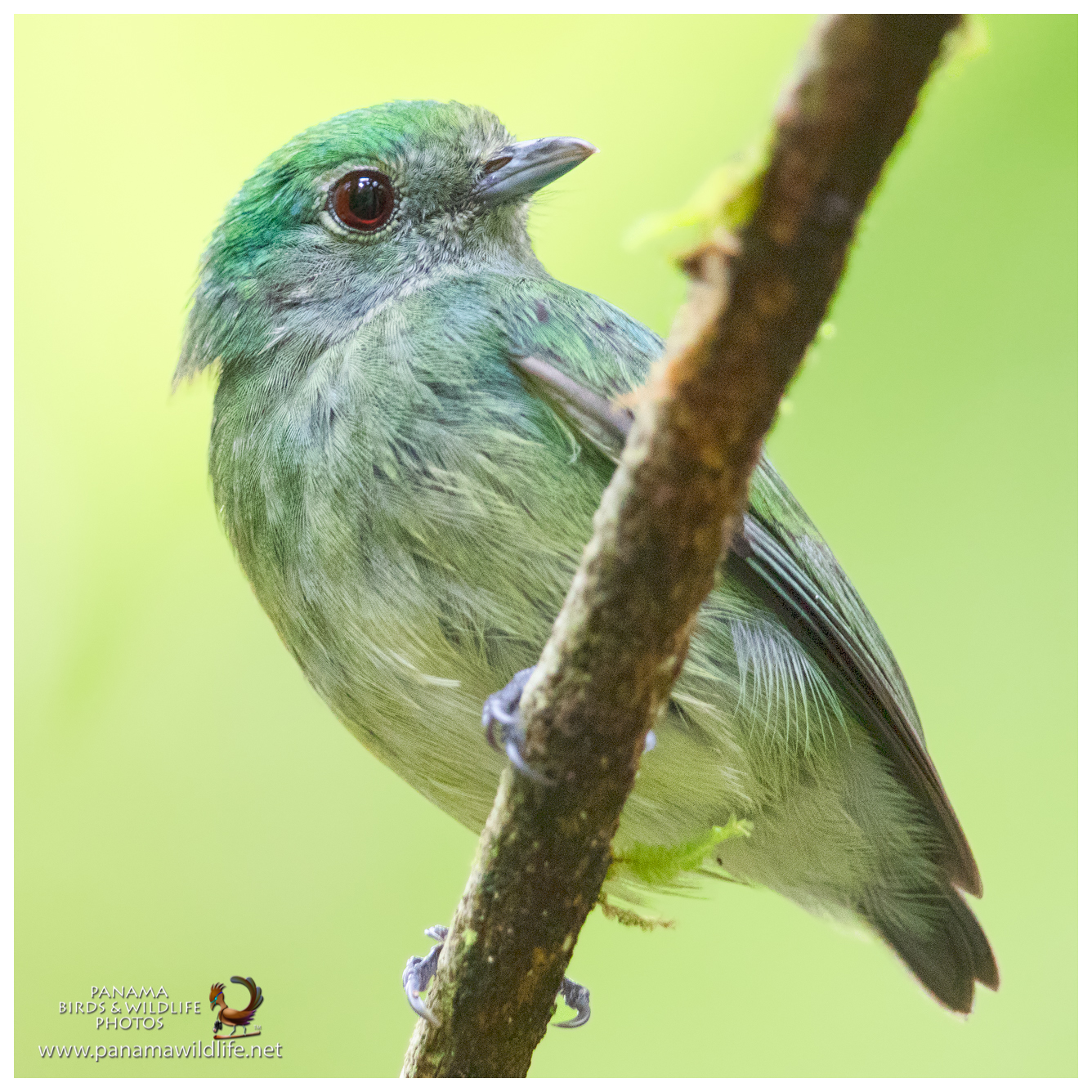 Featured Species: Blue-crowned Manakin (Lepidothrix coronata)