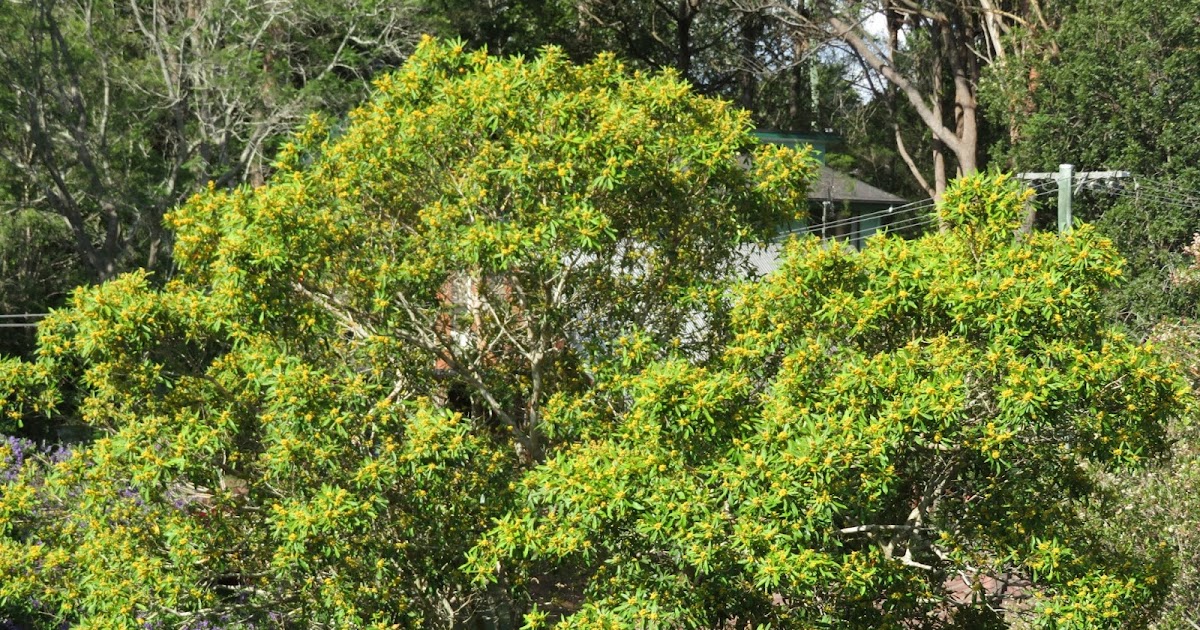 Toowoomba Field Naturalist: Tristaniopsis laurina, the water gum ...