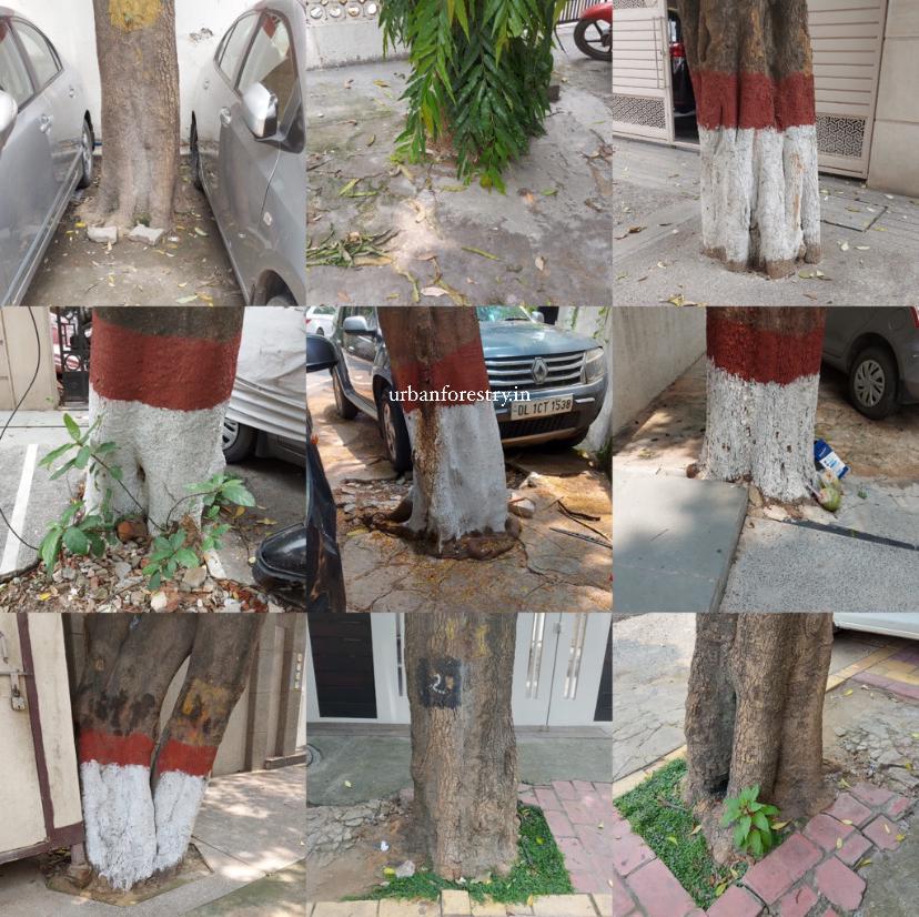 Urban Forestry in India: "I Need Space too", Yours Truly, "Tree"
