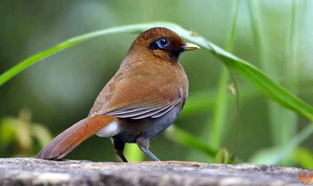Mengenal Burung Samho - Kenariku