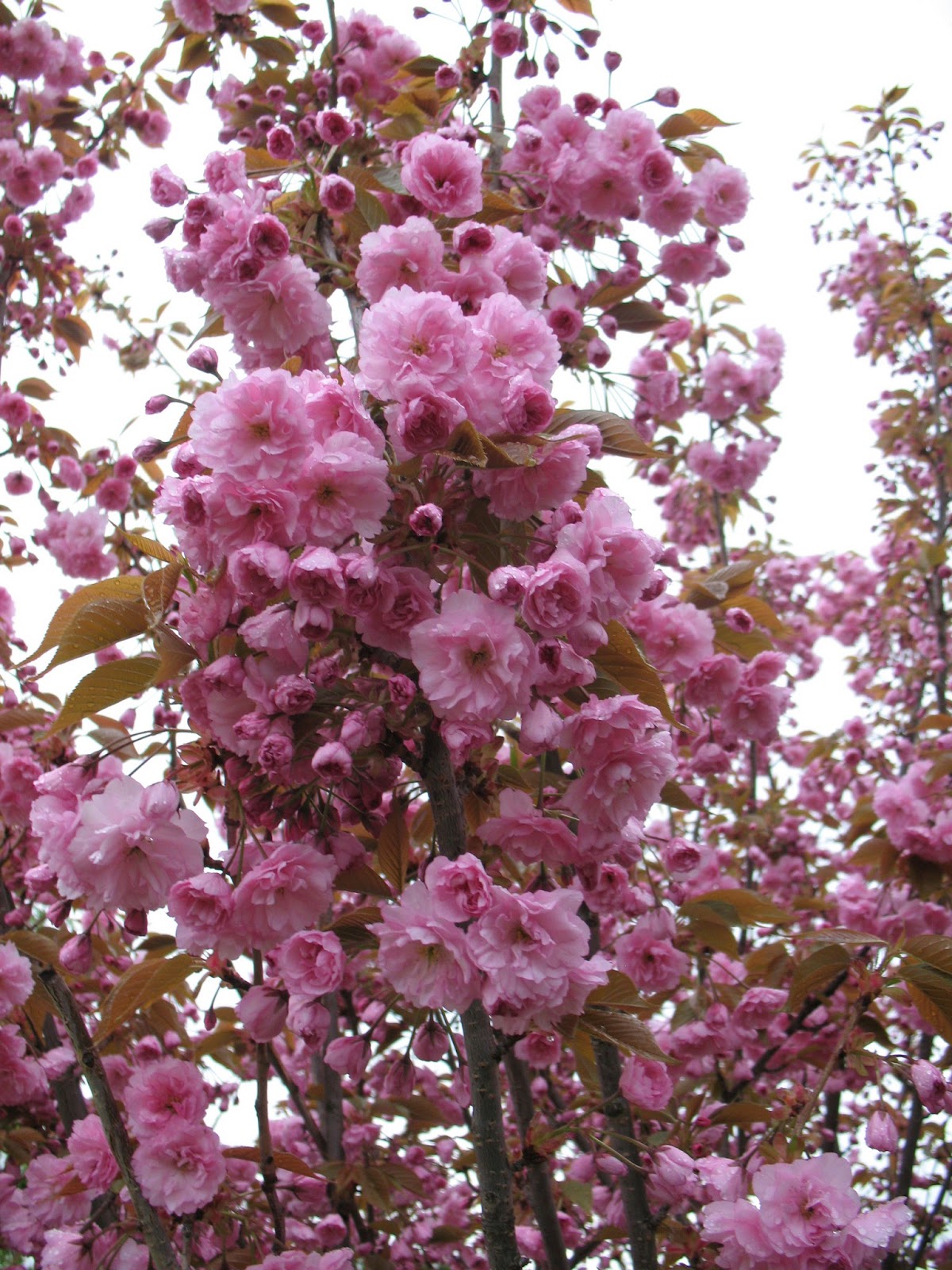 Roses du jardin Chêneland: Cerisiers à fleurs